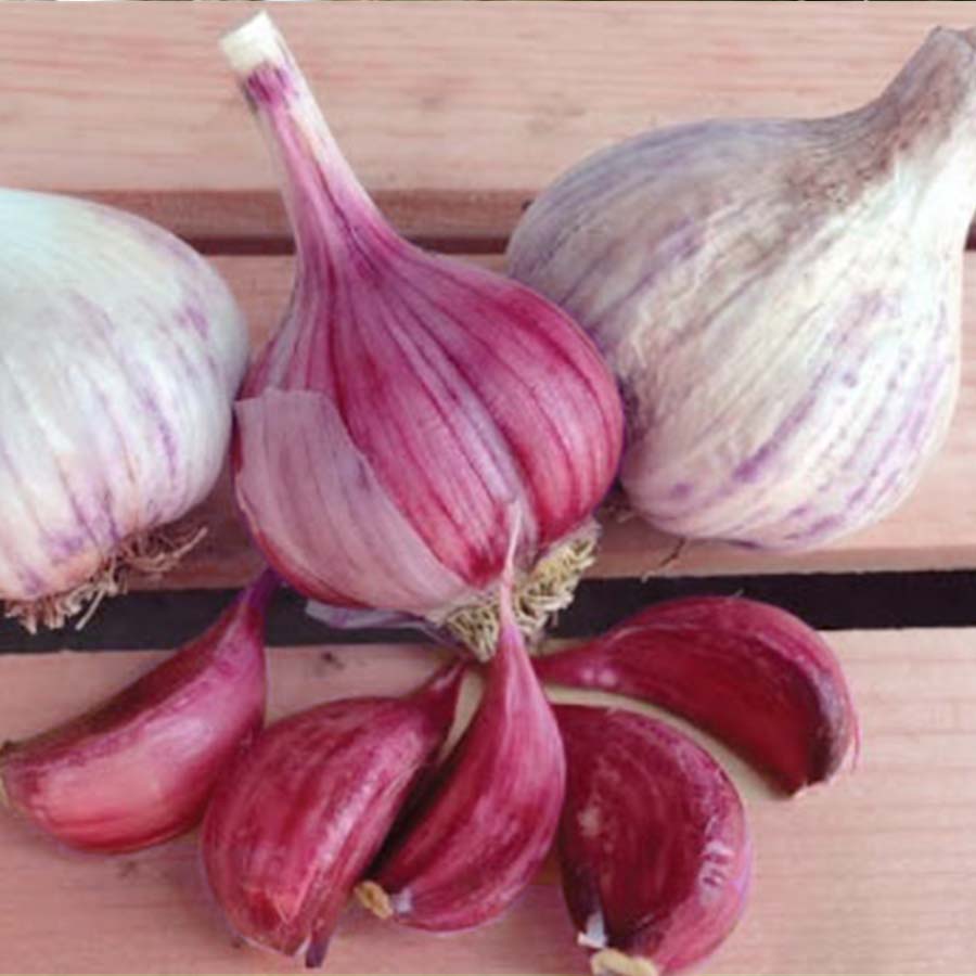 XXX SOLD OUT SPANISH ROJA CULINARY GARLIC – Dirt Goddess Super Seeds